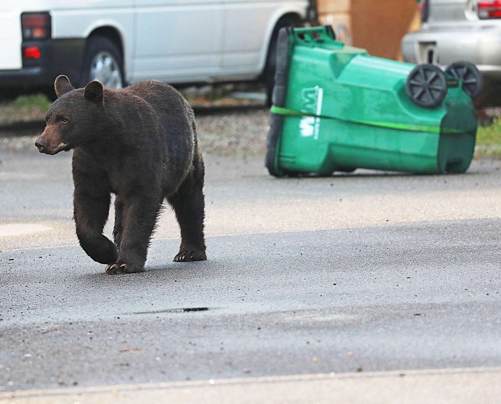 The trouble with co-existing: How a bad food year causes human bear ...